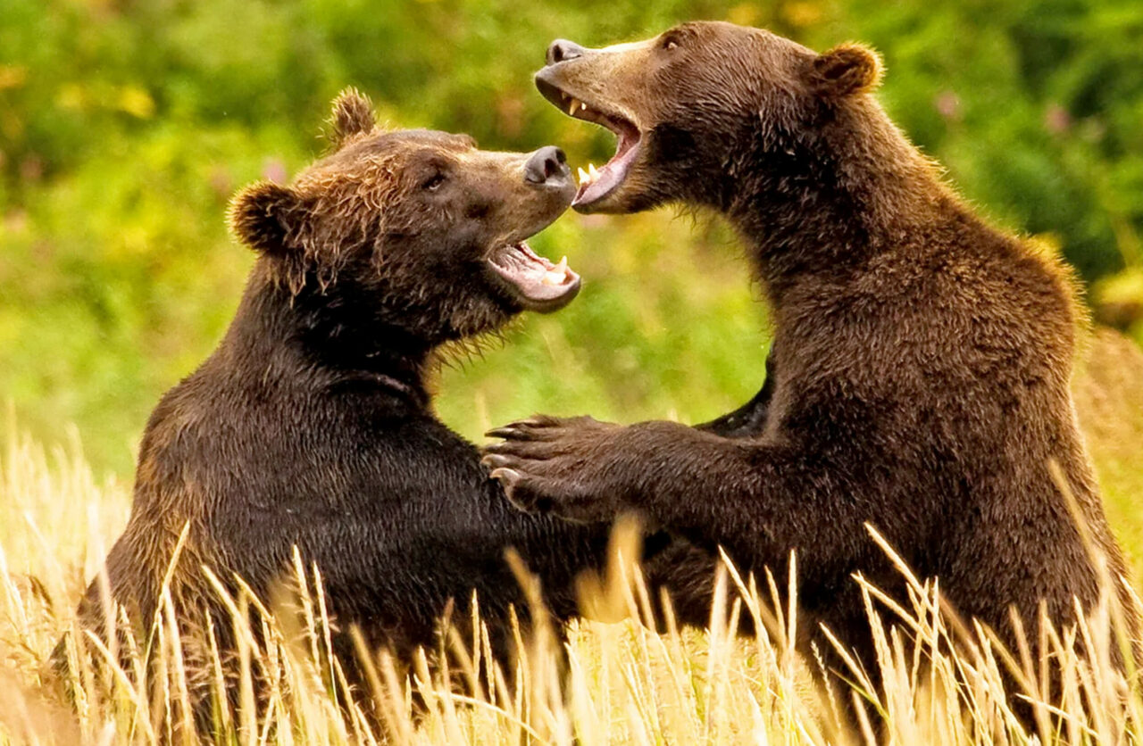 Best Bear Viewing in Alaska at Katmai Wilderness Lodge