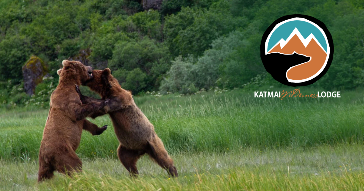 Top Katmai National Park Tours for Wildlife Lovers